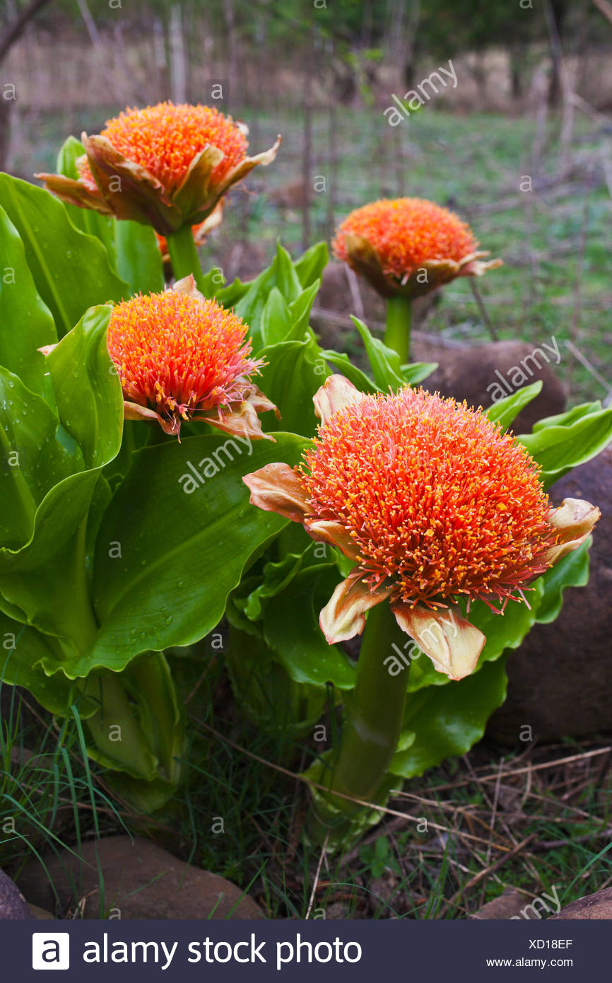 Blood Lily High Resolution Stock Photography and Images - Alamy