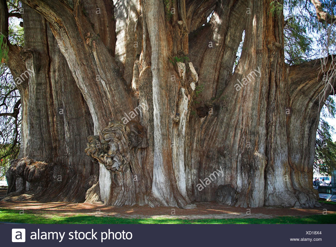 Cypress Any Size High Resolution Stock Photography and Images - Alamy