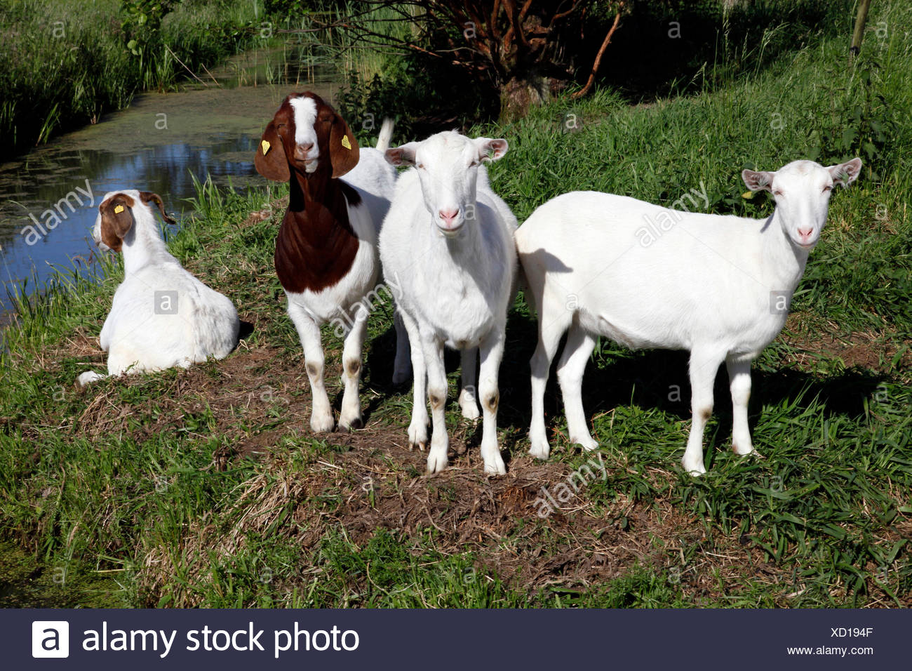 Four Horn Goat Stock Photos & Four Horn Goat Stock Images - Alamy