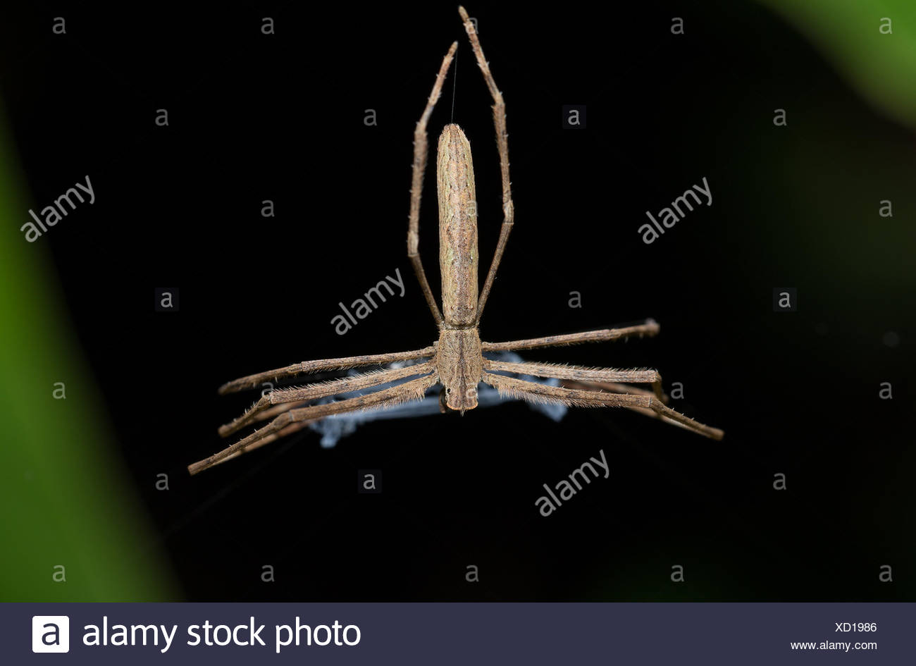 Deinopis High Resolution Stock Photography and Images - Alamy