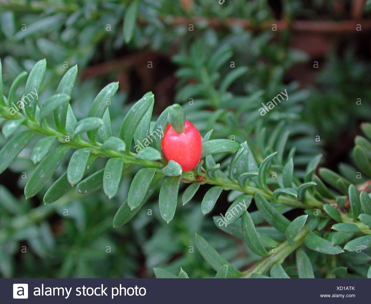 Totara Tree Stock Photos & Totara Tree Stock Images - Alamy