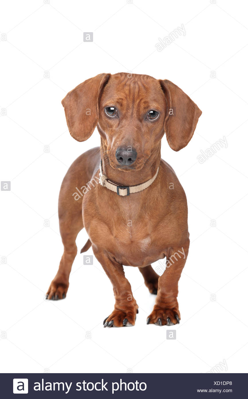 Short Hair Dachshund Stock Photos & Short Hair Dachshund Stock Images ...