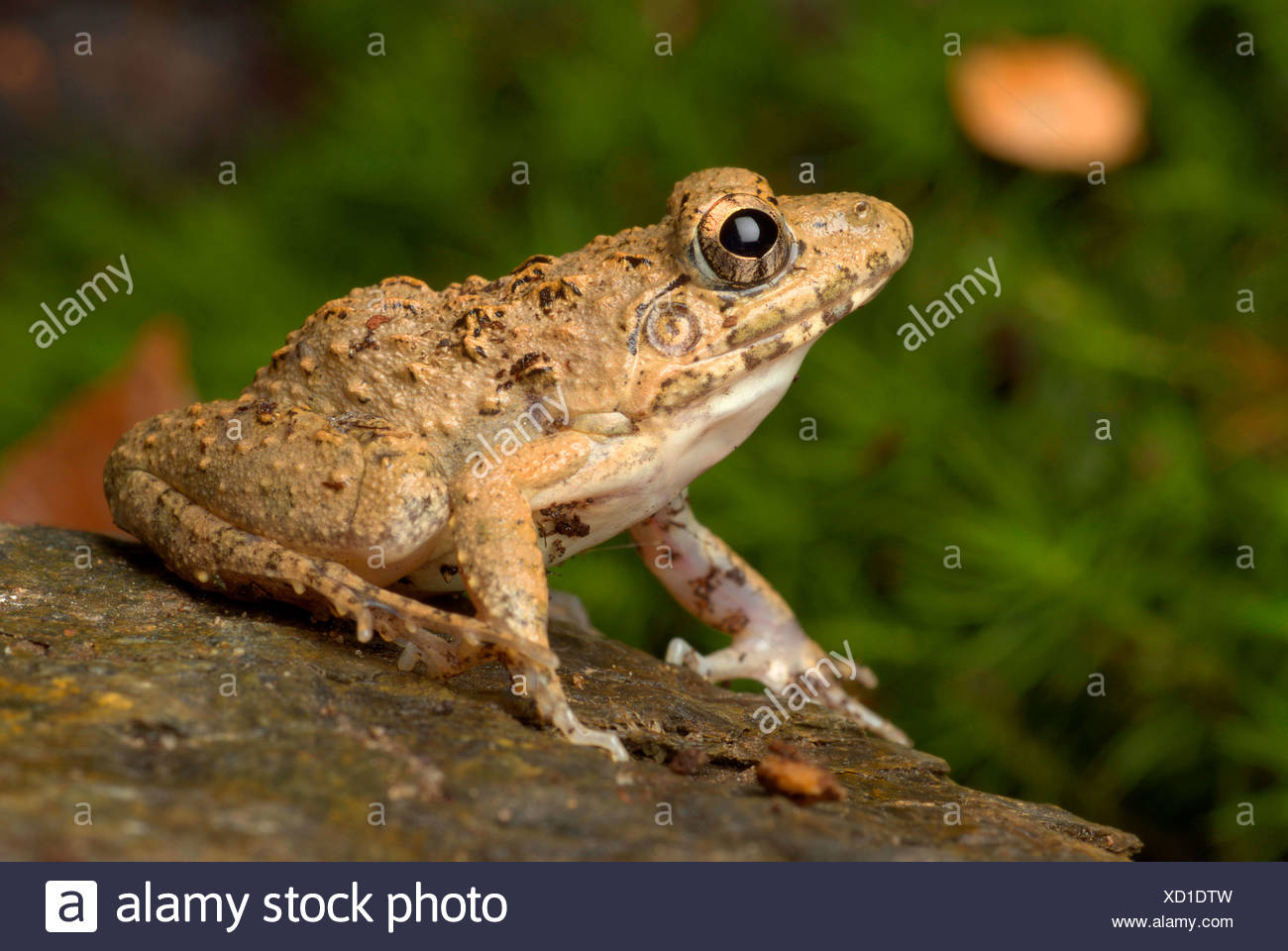 Long Legged Animals High Resolution Stock Photography and Images - Alamy