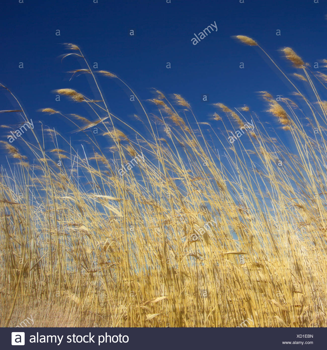Amber Fields Of Grain High Resolution Stock Photography and Images - Alamy