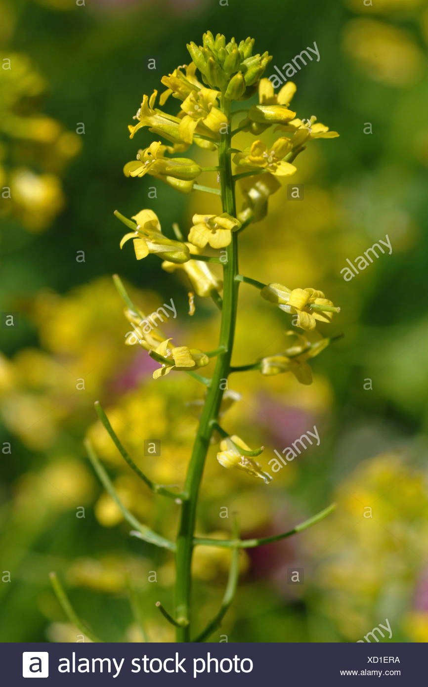 Rocket Cress High Resolution Stock Photography and Images - Alamy