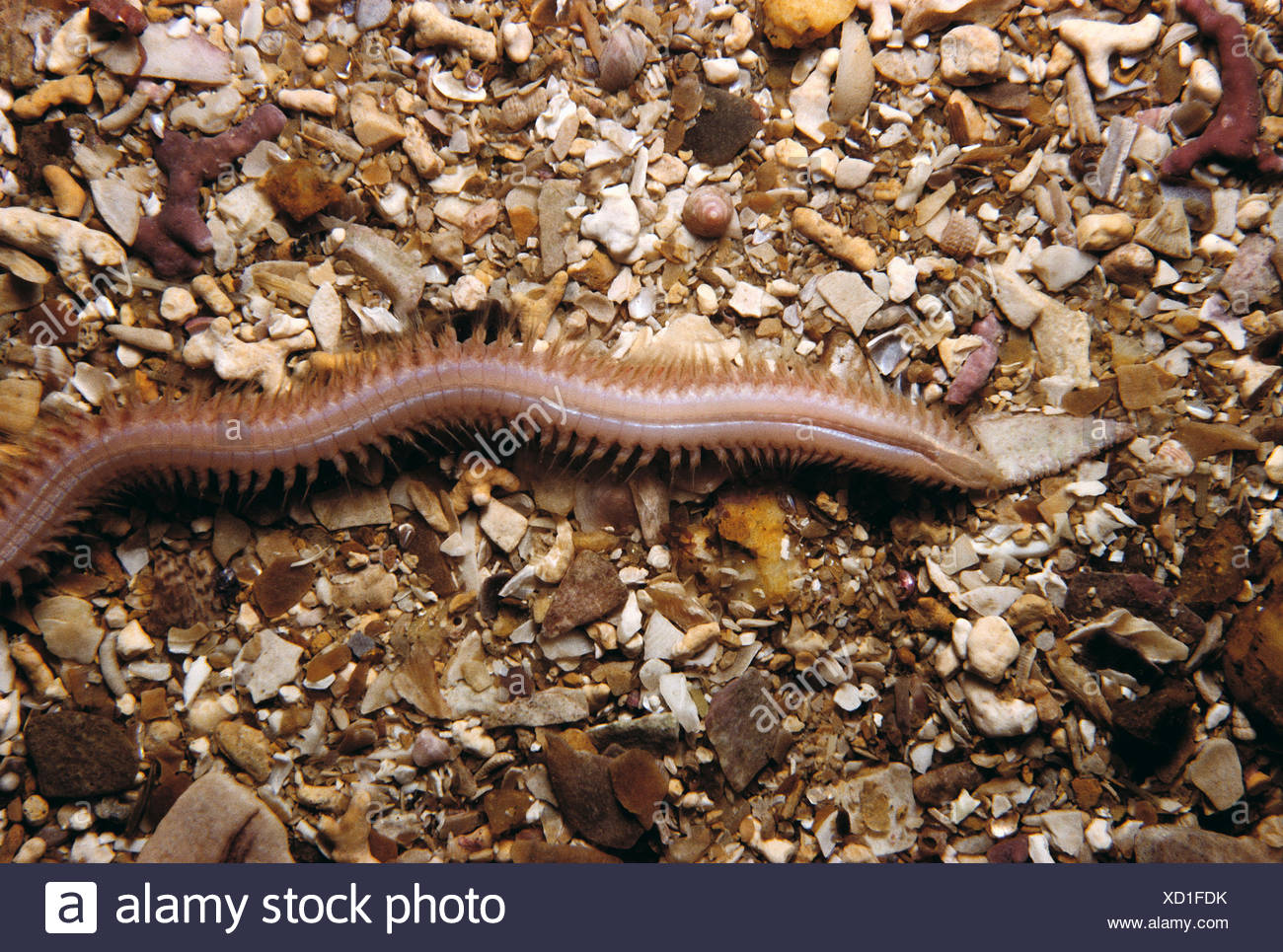 Nephtys Caeca High Resolution Stock Photography and Images - Alamy