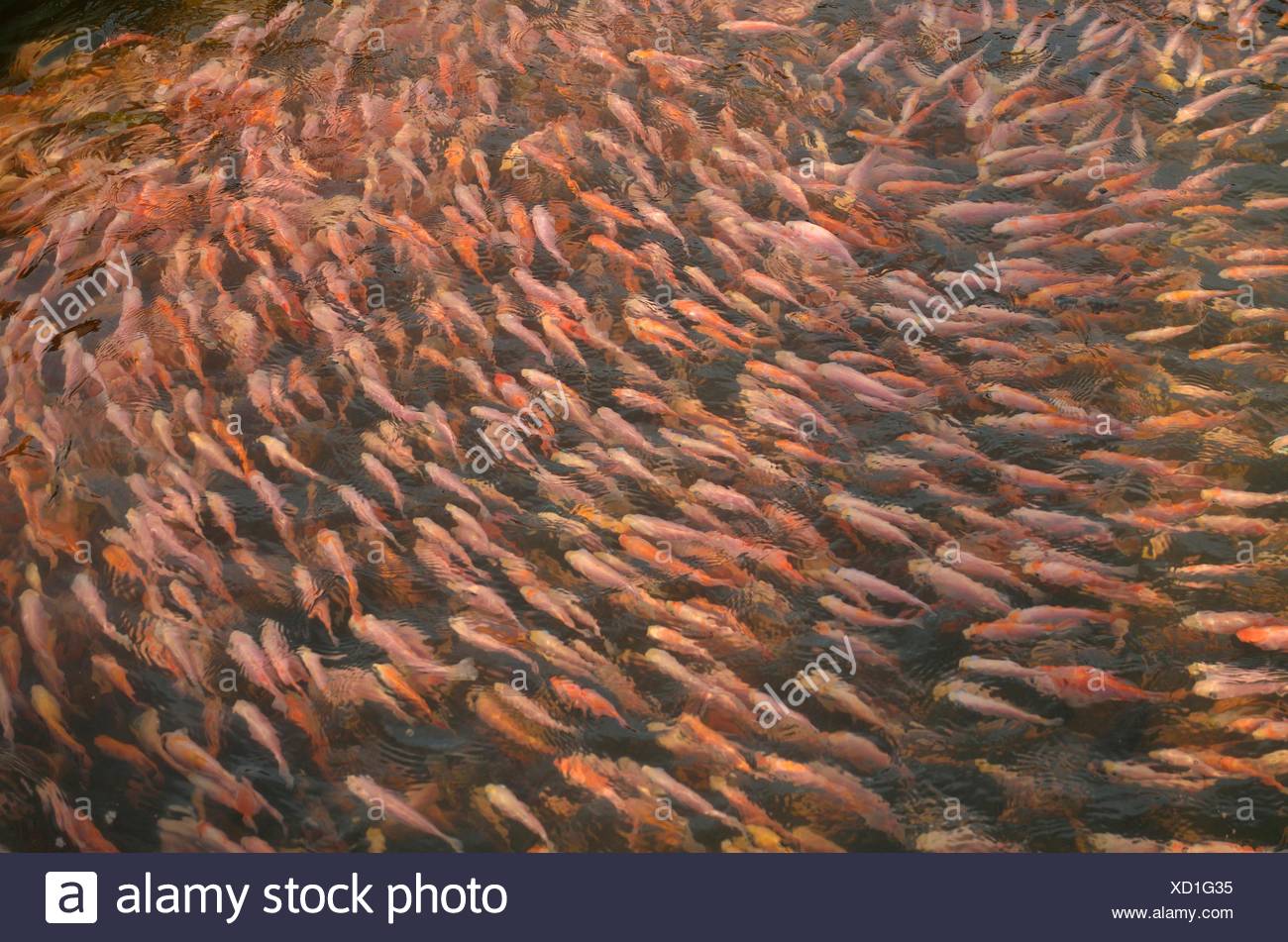Mouth Of River Ganga High Resolution Stock Photography and Images - Alamy
