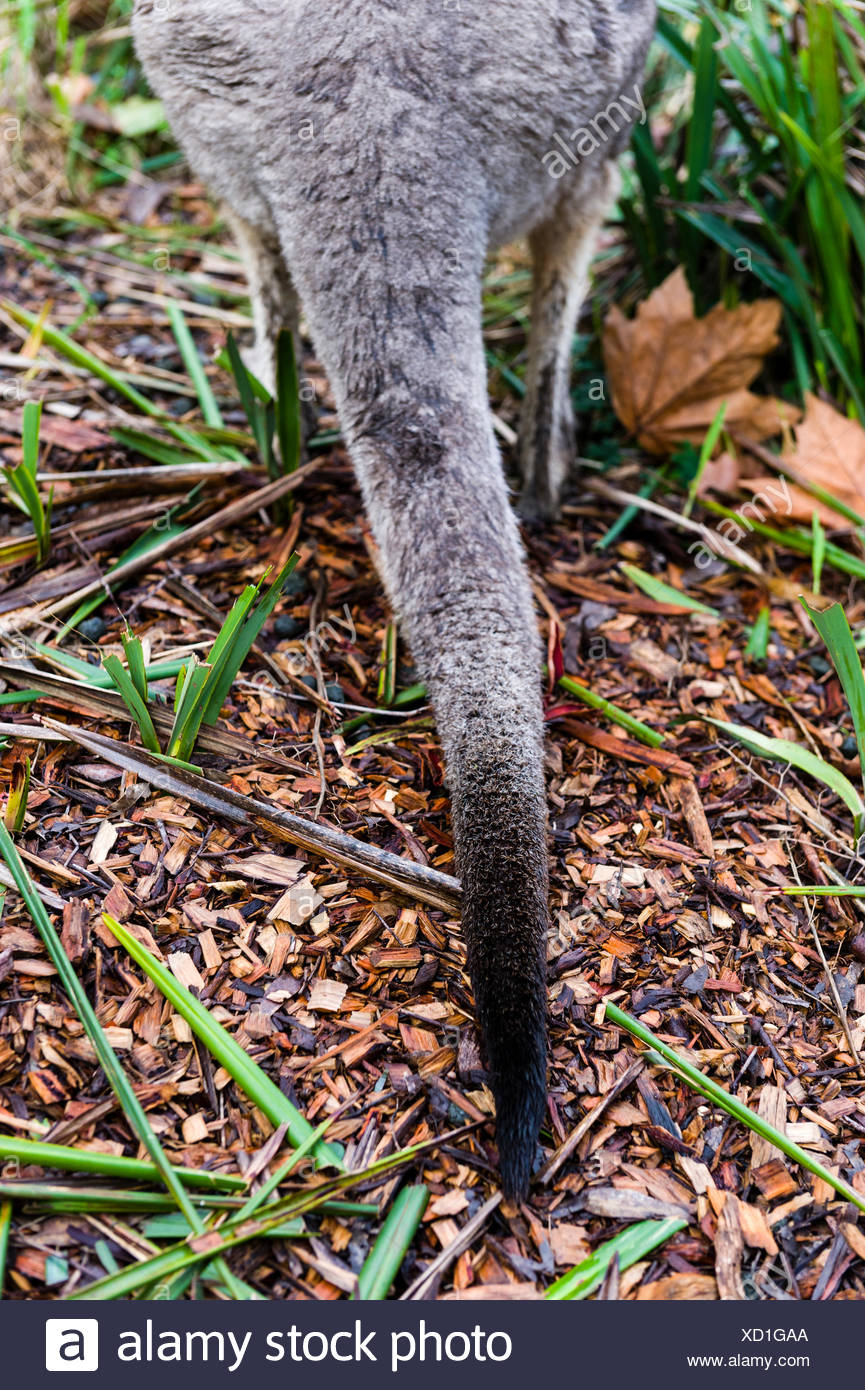 Kangaroo Tail Stock Photos & Kangaroo Tail Stock Images - Alamy