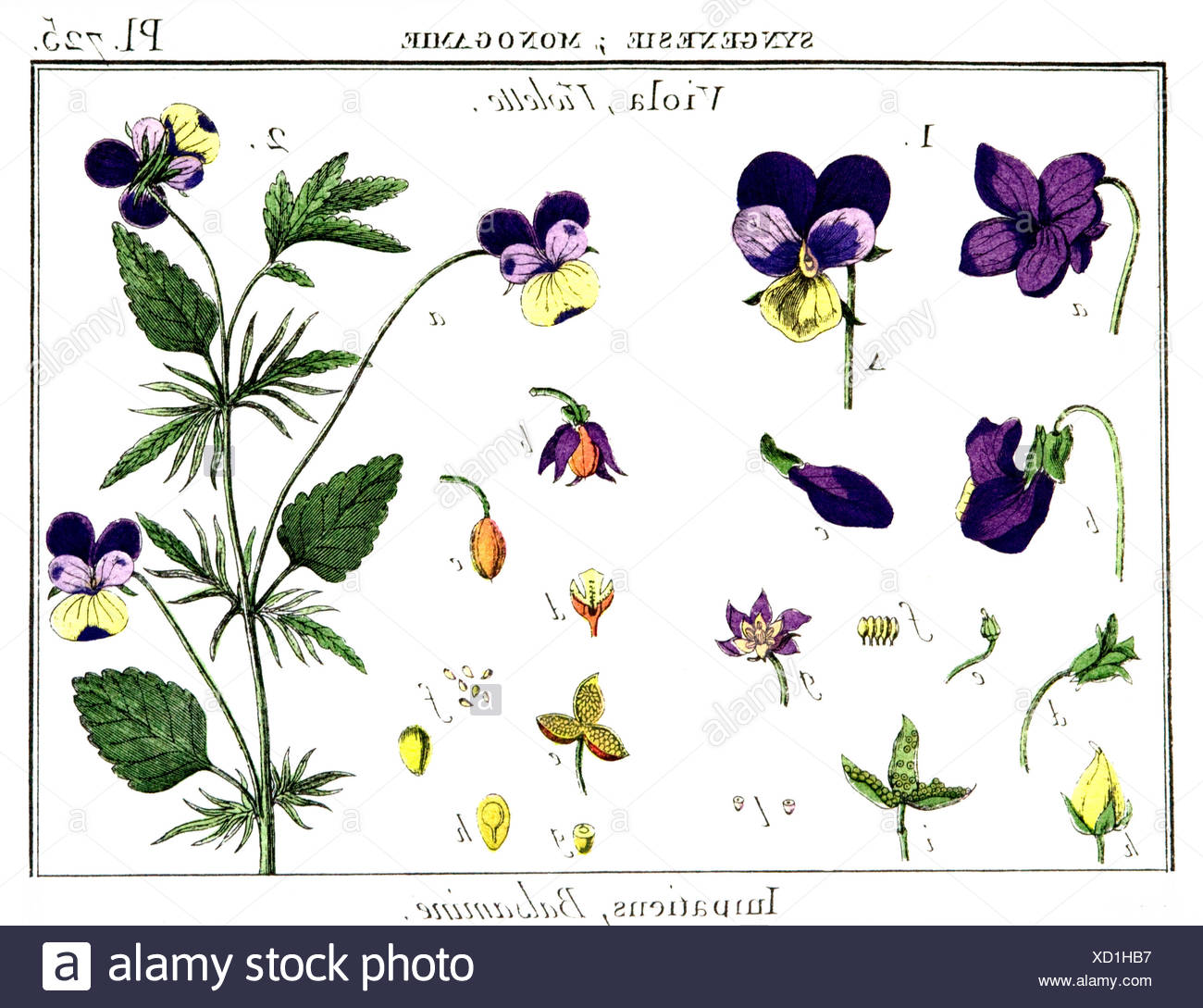 Viola Drawing High Resolution Stock Photography and Images - Alamy