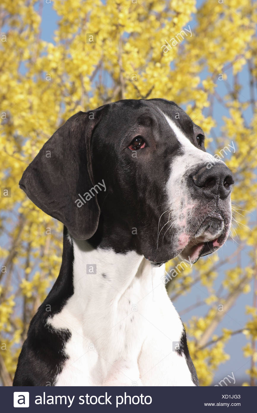 Boarhound High Resolution Stock Photography and Images - Alamy
