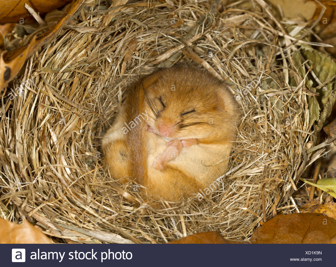 Common Dormouse Nest High Resolution Stock Photography and Images - Alamy