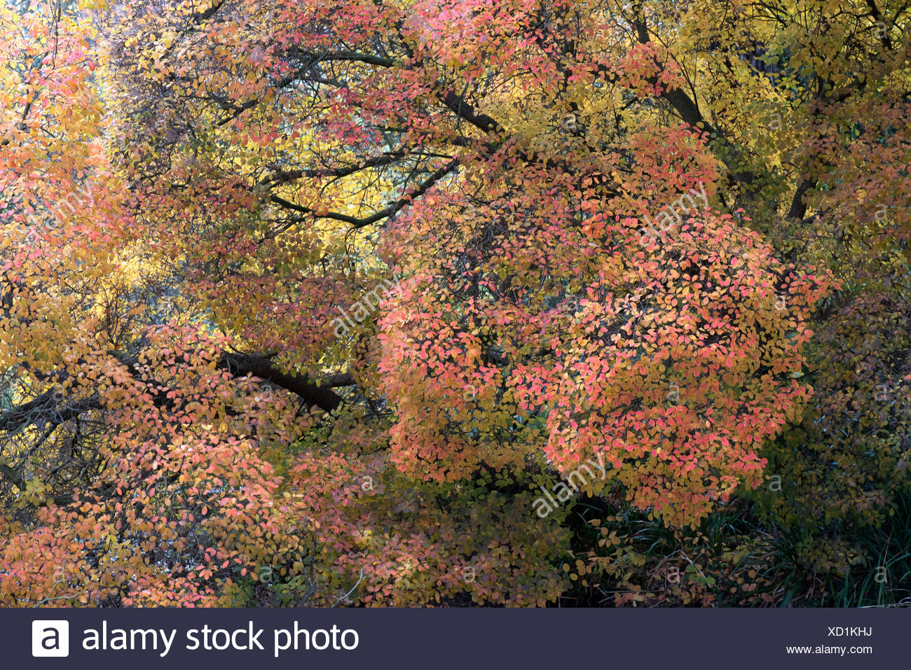 Persian Ironwood Tree High Resolution Stock Photography and Images - Alamy