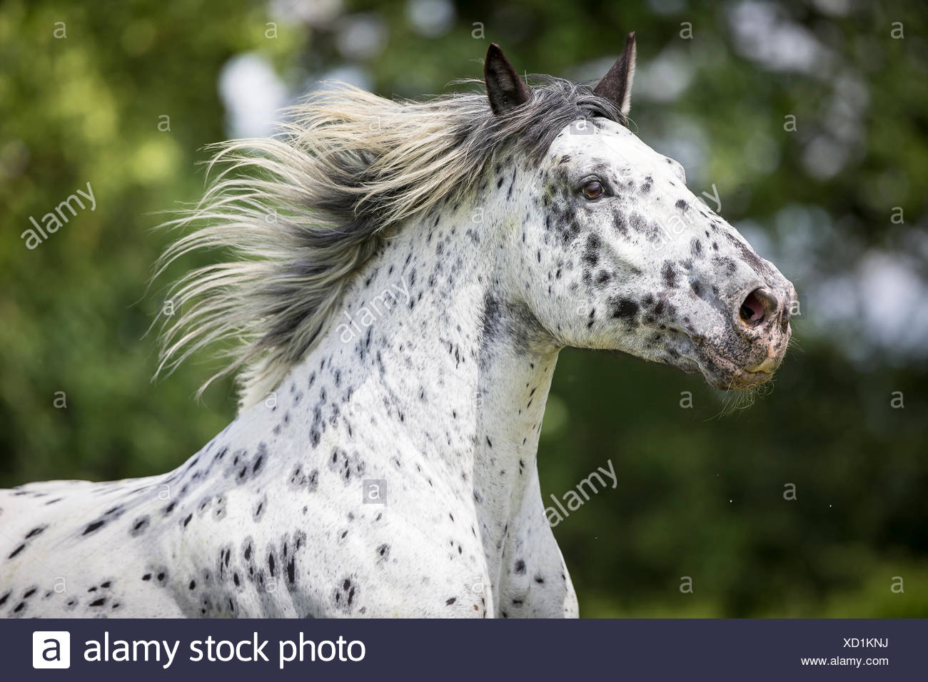 Noriker Horse High Resolution Stock Photography and Images - Alamy