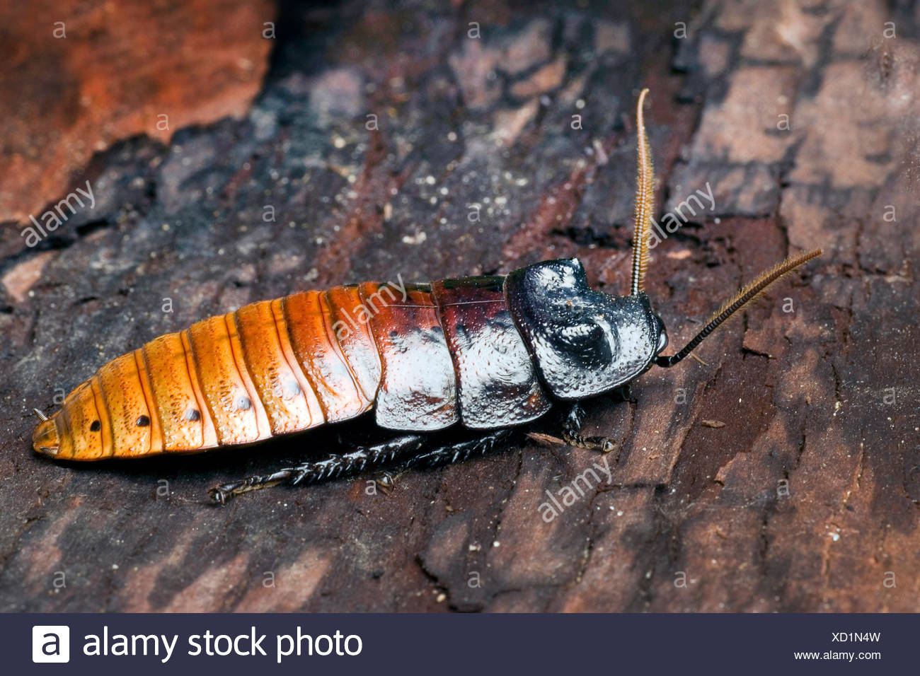 Madagascar Giant Hissing Cockroach High Resolution Stock Photography ...