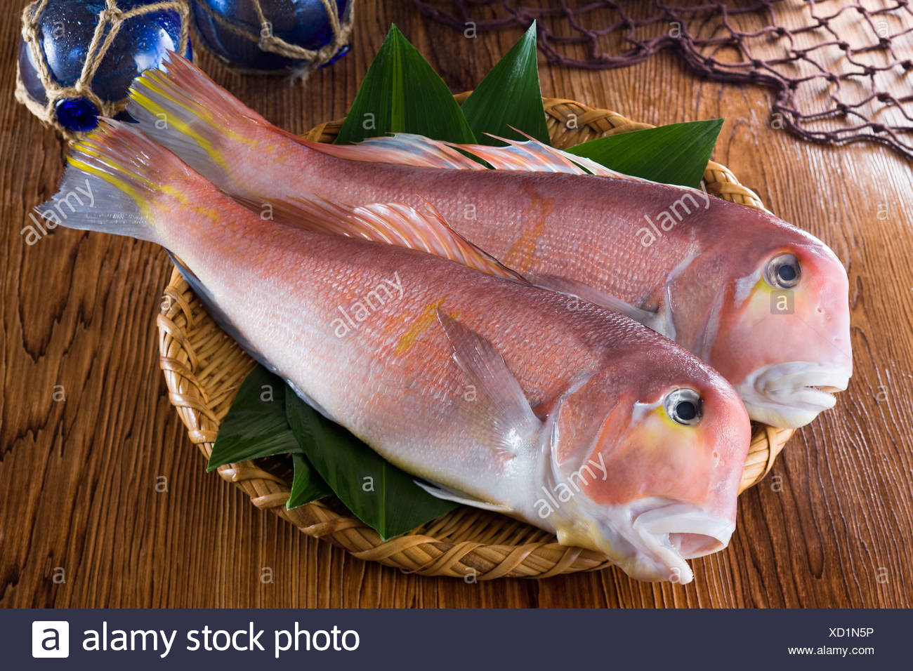 Tilefish High Resolution Stock Photography and Images - Alamy