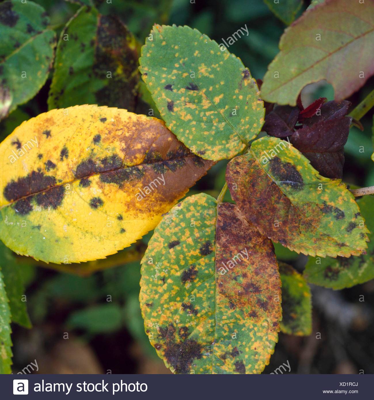 Diplocarpon Rosae Stock Photos & Diplocarpon Rosae Stock Images - Alamy