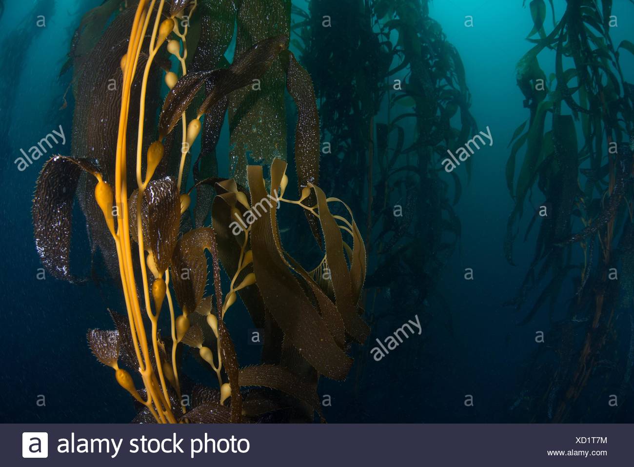 Seaweed Pods High Resolution Stock Photography and Images - Alamy