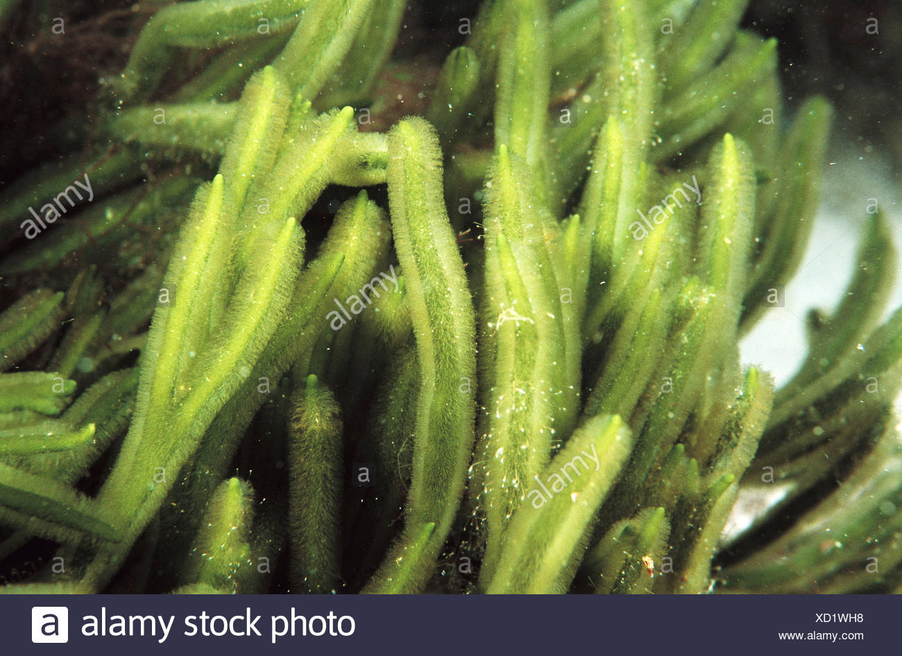 Codium Tomentosum Stock Photos & Codium Tomentosum Stock Images - Alamy
