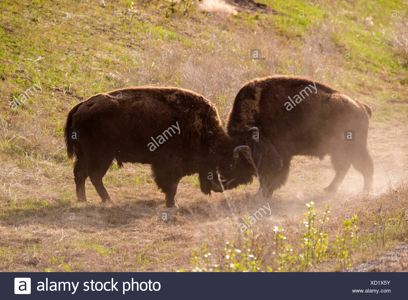 American Bison And Fighting High Resolution Stock Photography and ...