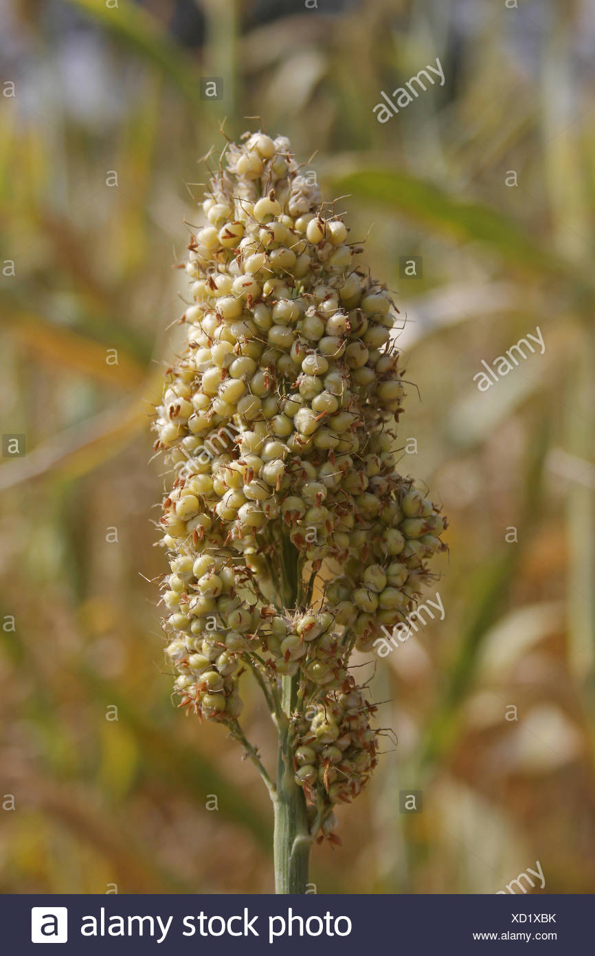 Sorghum Bicolor Grain Crop High Resolution Stock Photography and Images ...