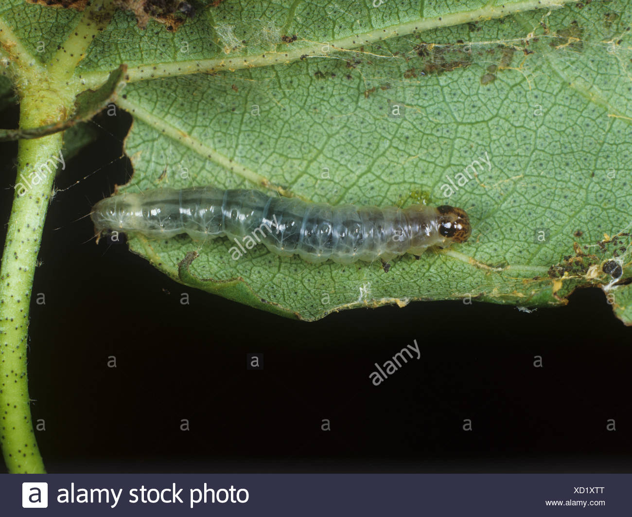 Leaf Roller Stock Photos & Leaf Roller Stock Images - Alamy