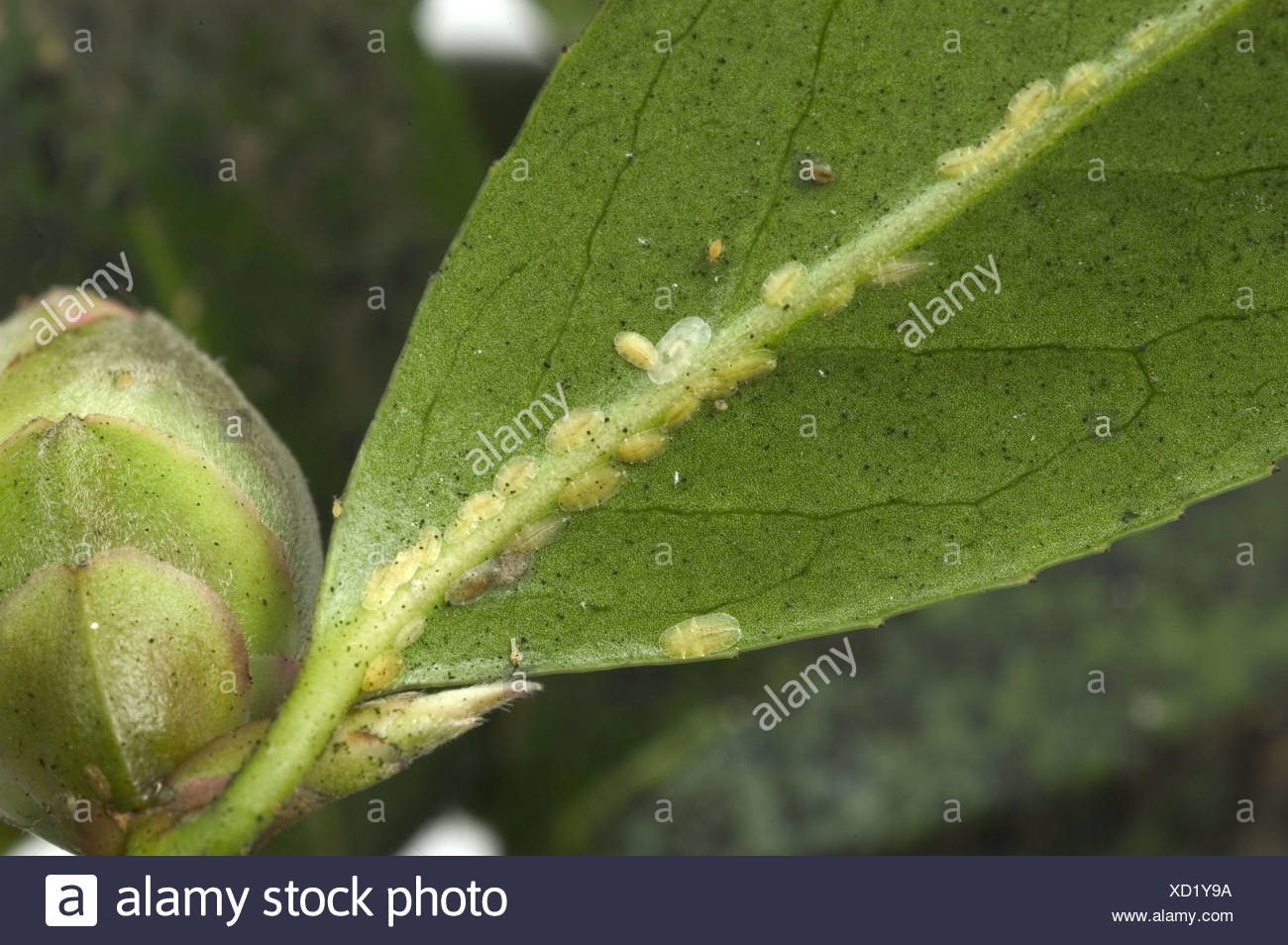 Coccus Hesperidum High Resolution Stock Photography and Images - Alamy