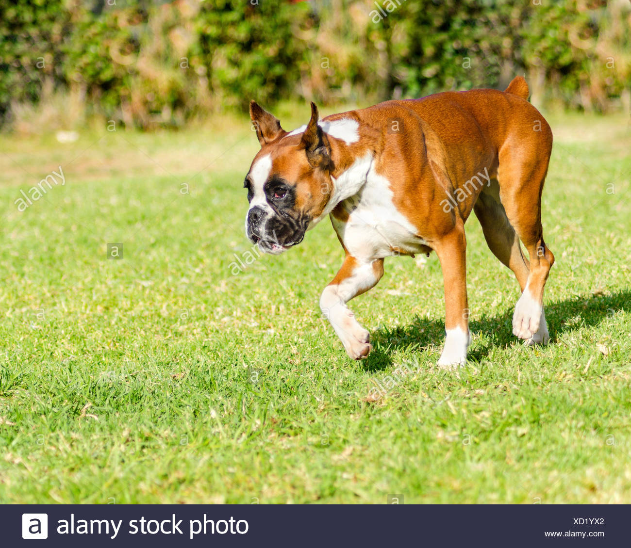 Blunt Ears High Resolution Stock Photography and Images - Alamy