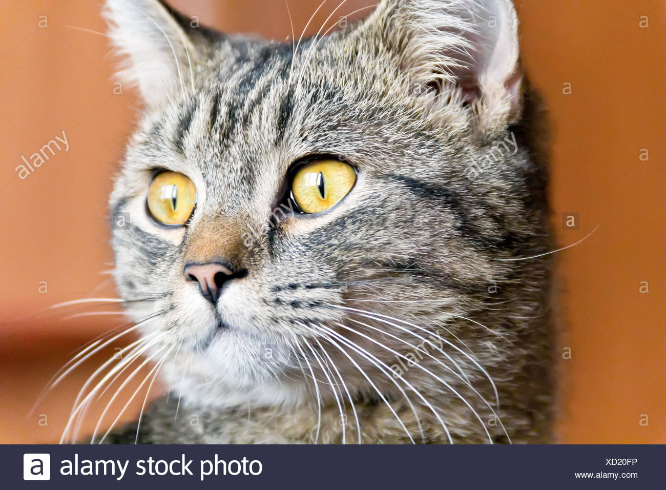 Grey Sideburns Stock Photos & Grey Sideburns Stock Images - Alamy