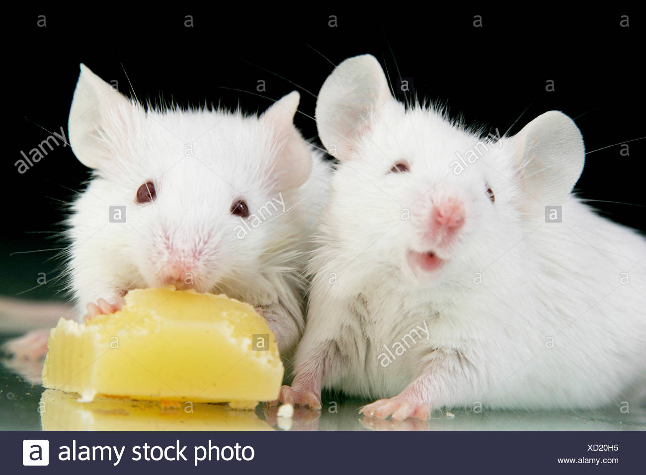 Fancy White Mouse High Resolution Stock Photography and Images - Alamy