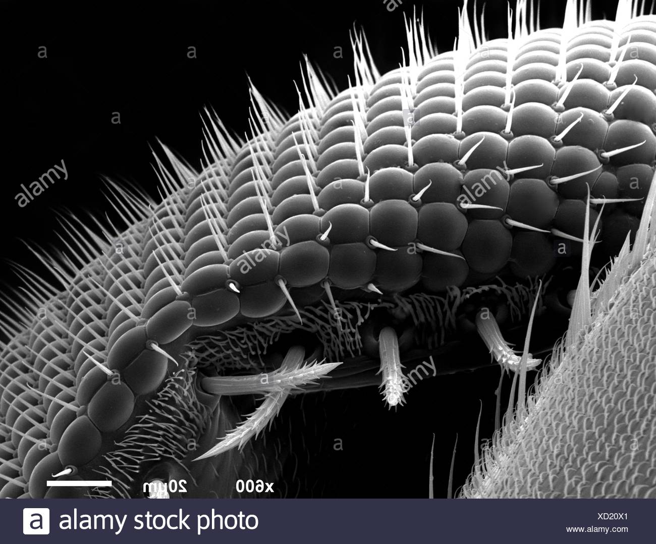 Fruit Fly Microscope Stock Photos & Fruit Fly Microscope Stock Images ...