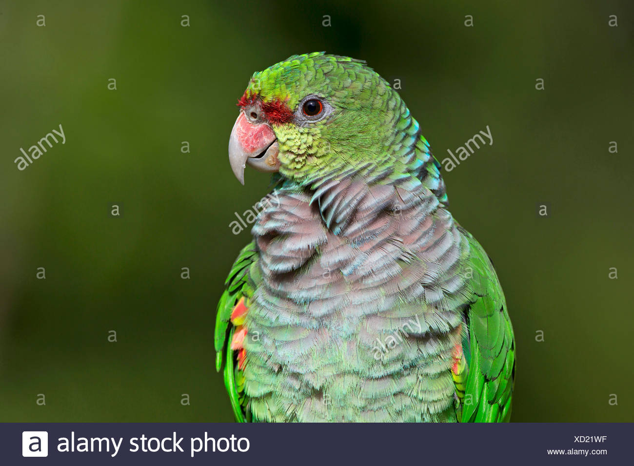 Vinaceous Amazons High Resolution Stock Photography and Images - Alamy