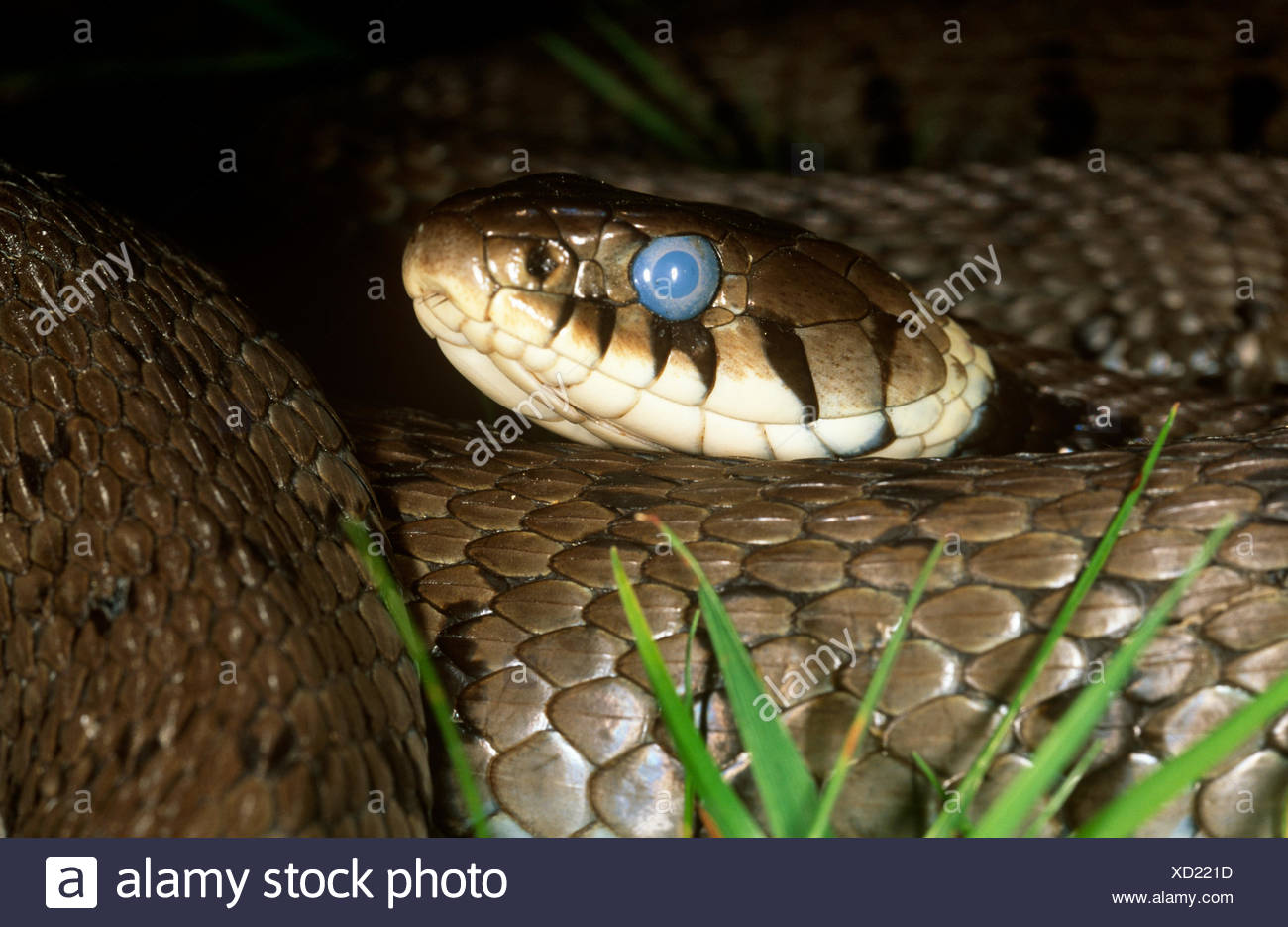 Snakes Eye Sight High Resolution Stock Photography and Images - Alamy