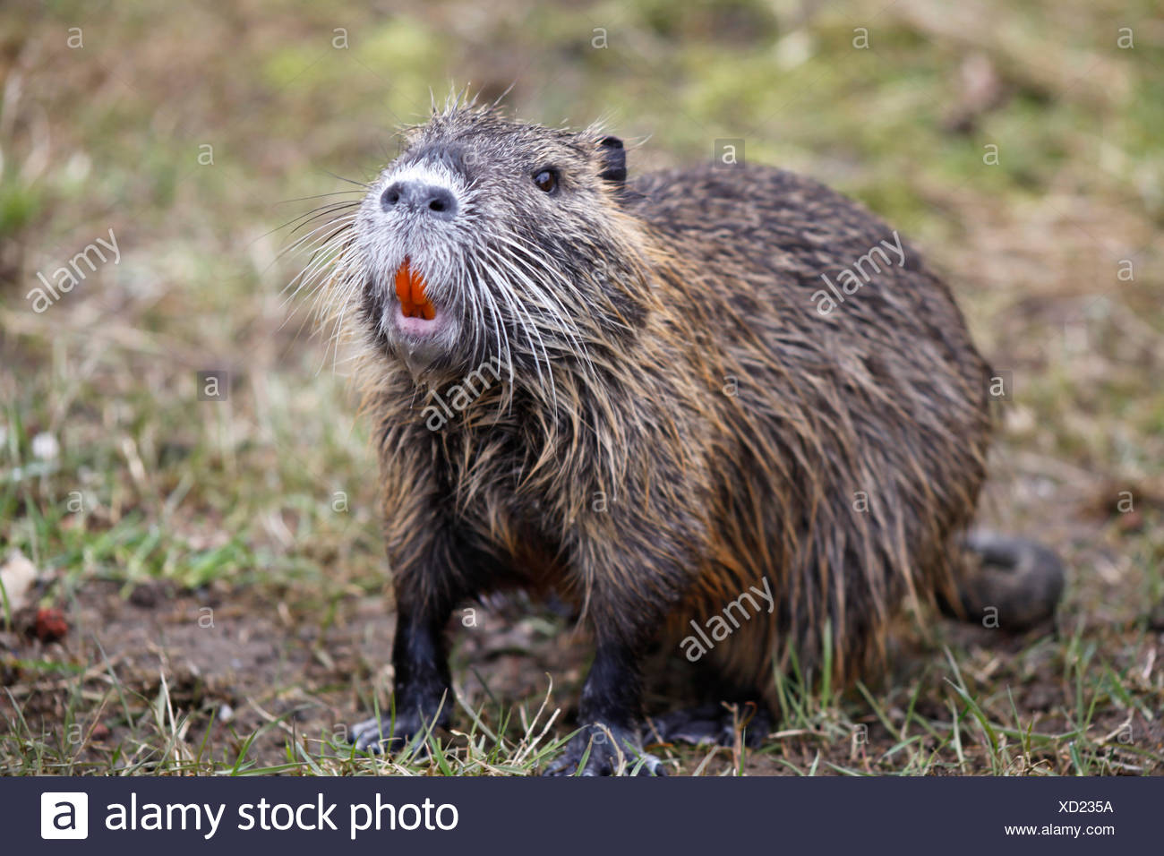 Tame Rat High Resolution Stock Photography and Images - Alamy