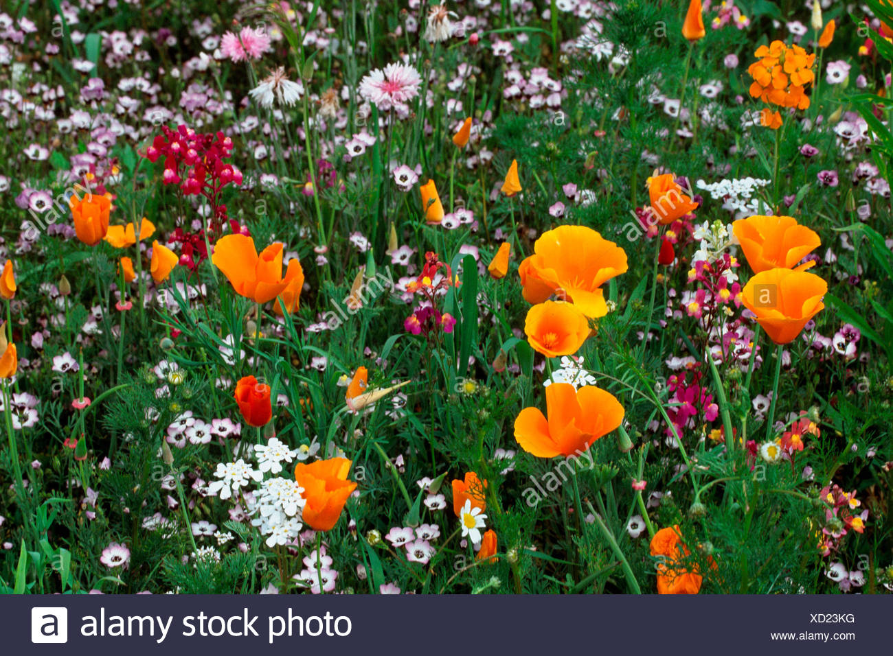 Blumenwiese High Resolution Stock Photography and Images - Alamy