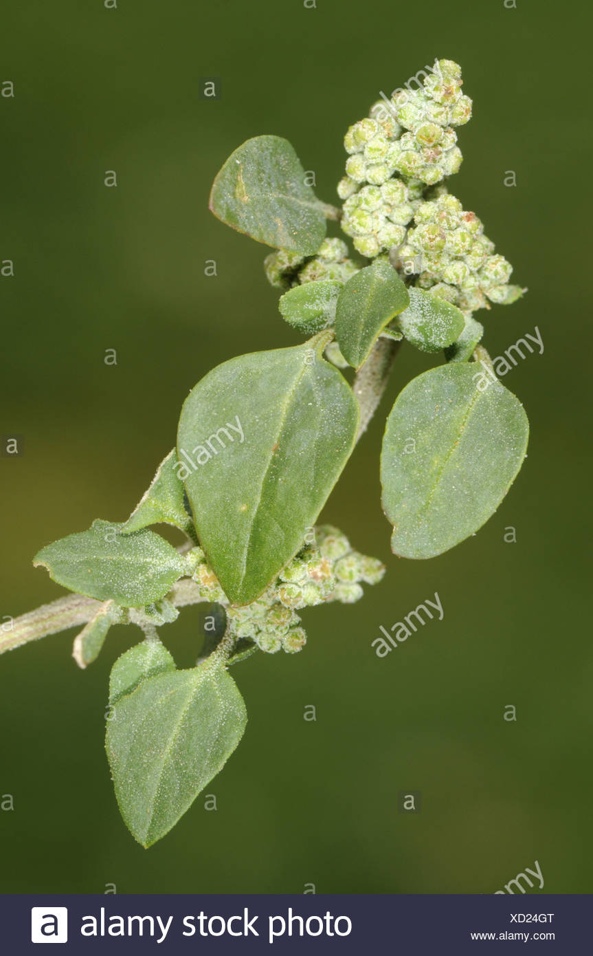Chenopodium High Resolution Stock Photography and Images - Alamy