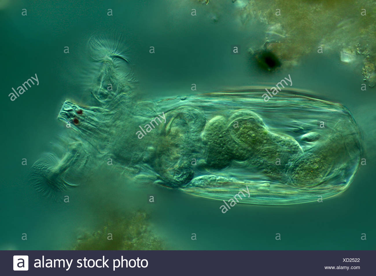 Differential Interference Contrast Microscopy High Resolution Stock ...