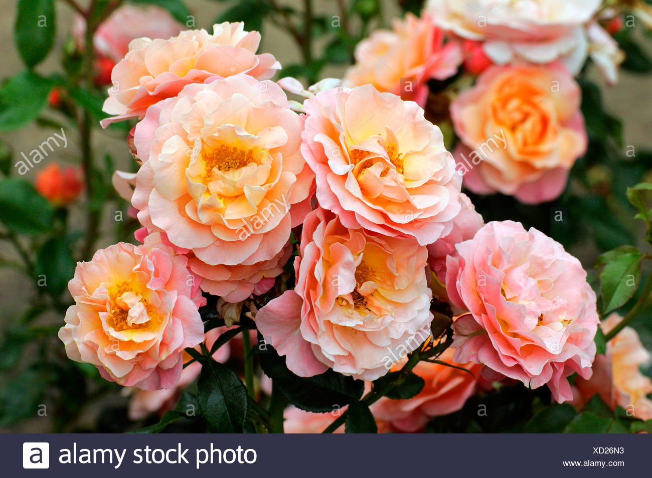 Rosa Marie Curie High Resolution Stock Photography and Images - Alamy