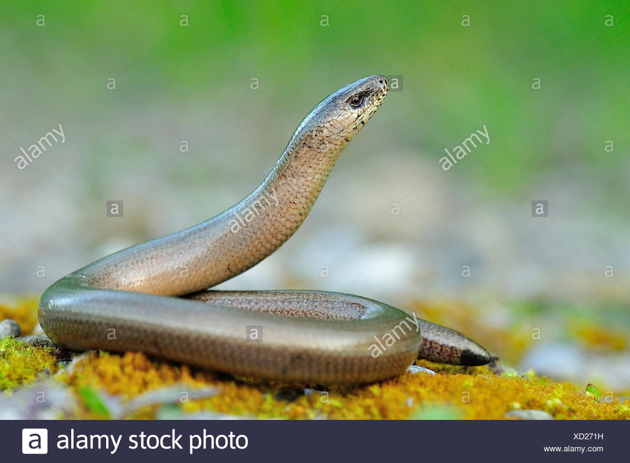 Curled Worm High Resolution Stock Photography and Images - Alamy