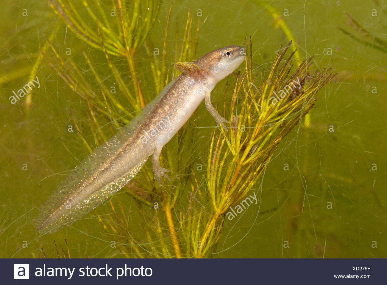 Smooth Newt Protected High Resolution Stock Photography and Images - Alamy