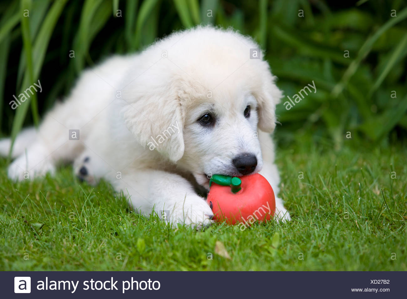 Maremma Sheepdog High Resolution Stock Photography and Images - Alamy