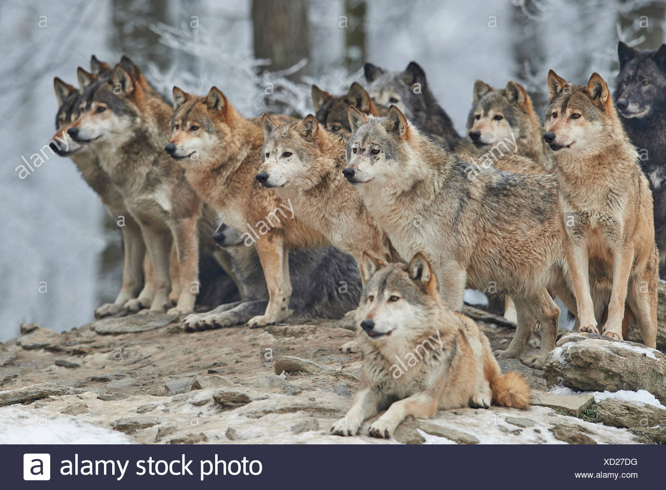 Alaska Wolf Skin High Resolution Stock Photography and Images - Alamy