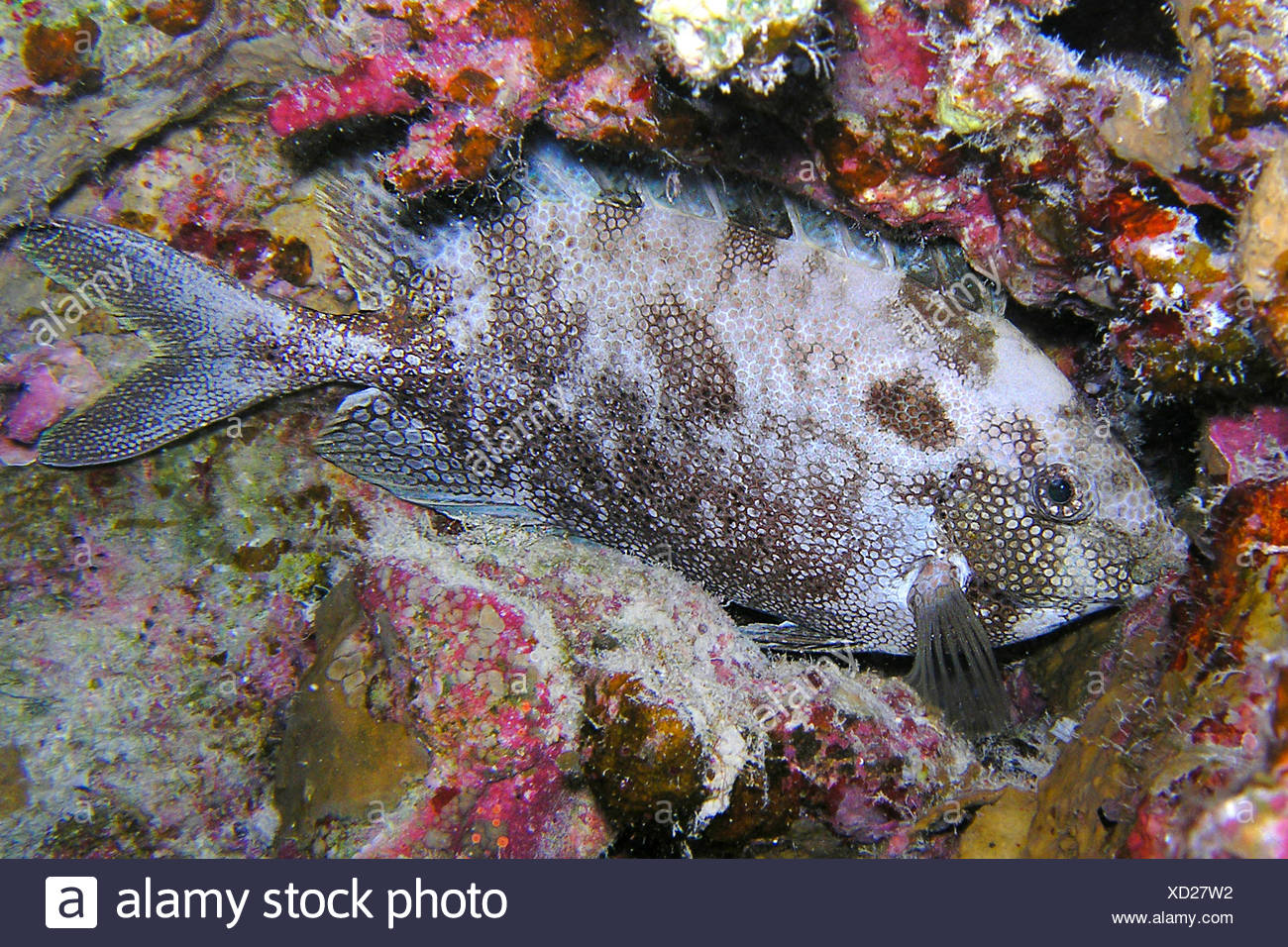 Red Sea Reef Fish High Resolution Stock Photography and Images - Alamy