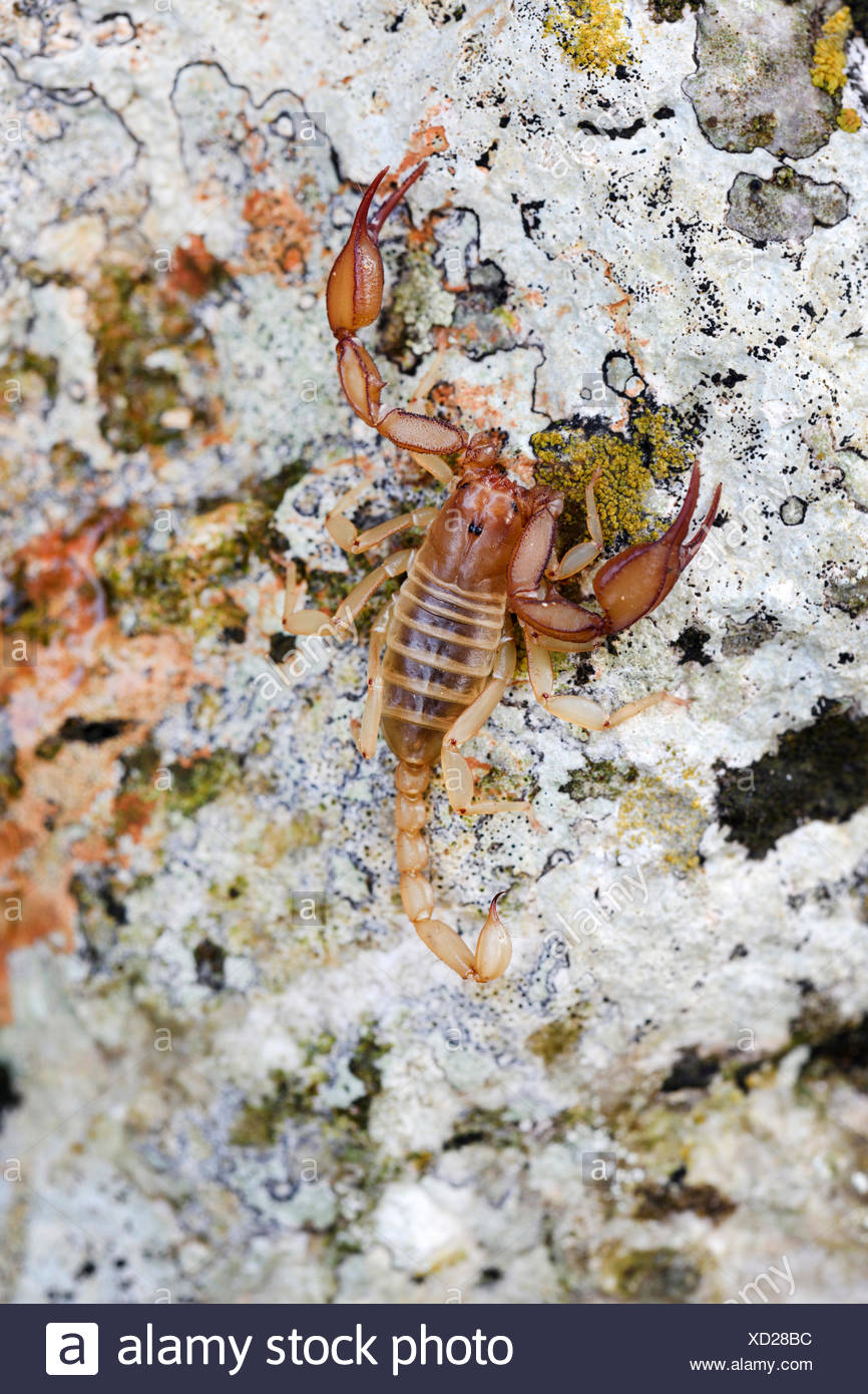 Skorpion Stock Photos & Skorpion Stock Images - Alamy