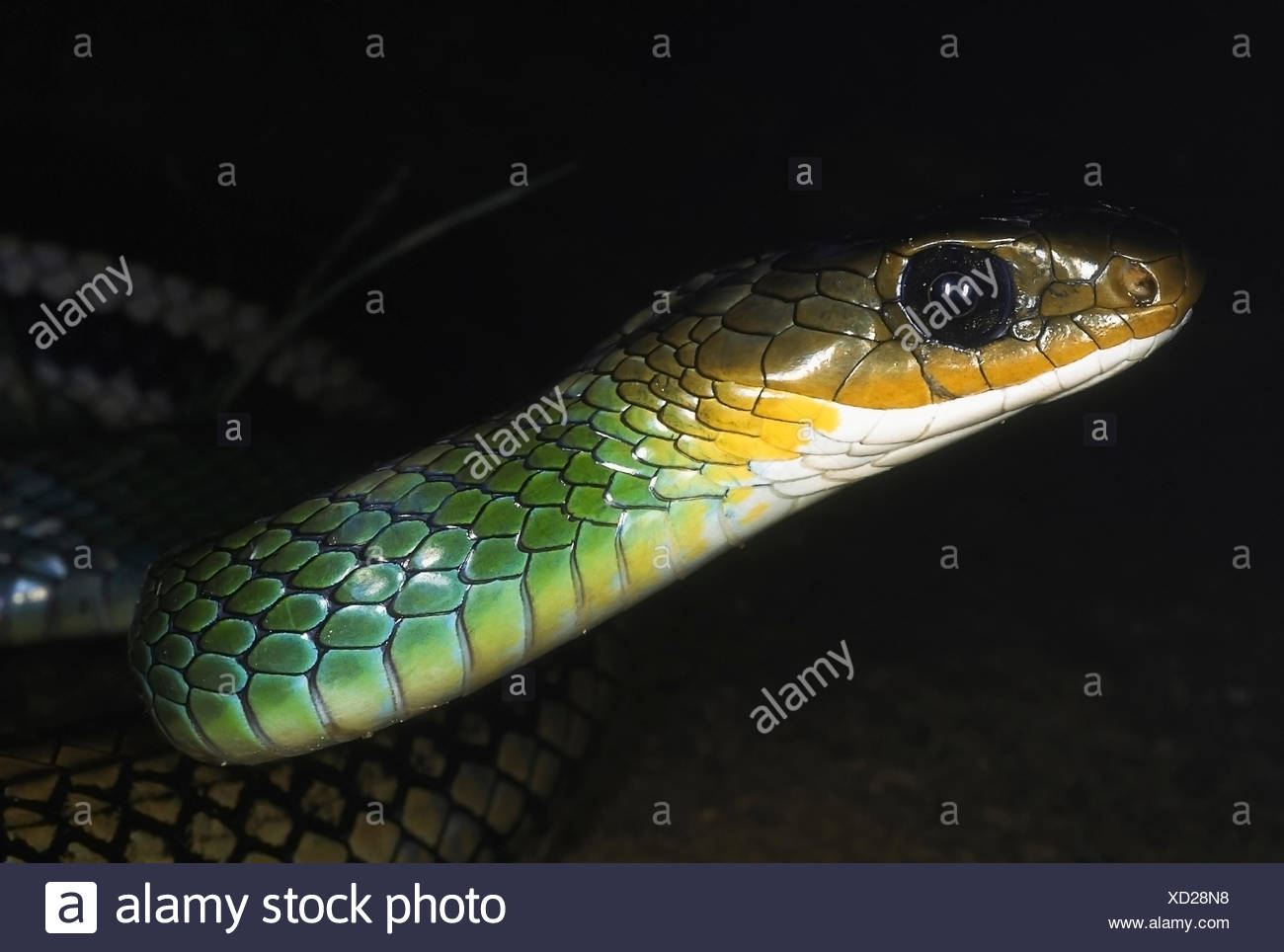 Serpentine Snake High Resolution Stock Photography and Images - Alamy
