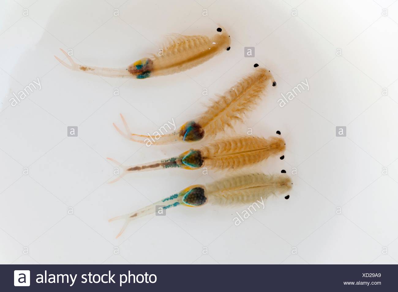 Branchiopoda Stock Photos & Branchiopoda Stock Images - Alamy
