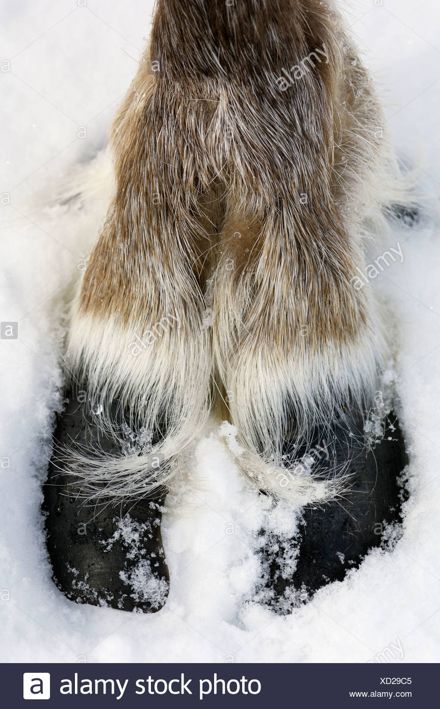 Reindeer Hoof High Resolution Stock Photography and Images - Alamy
