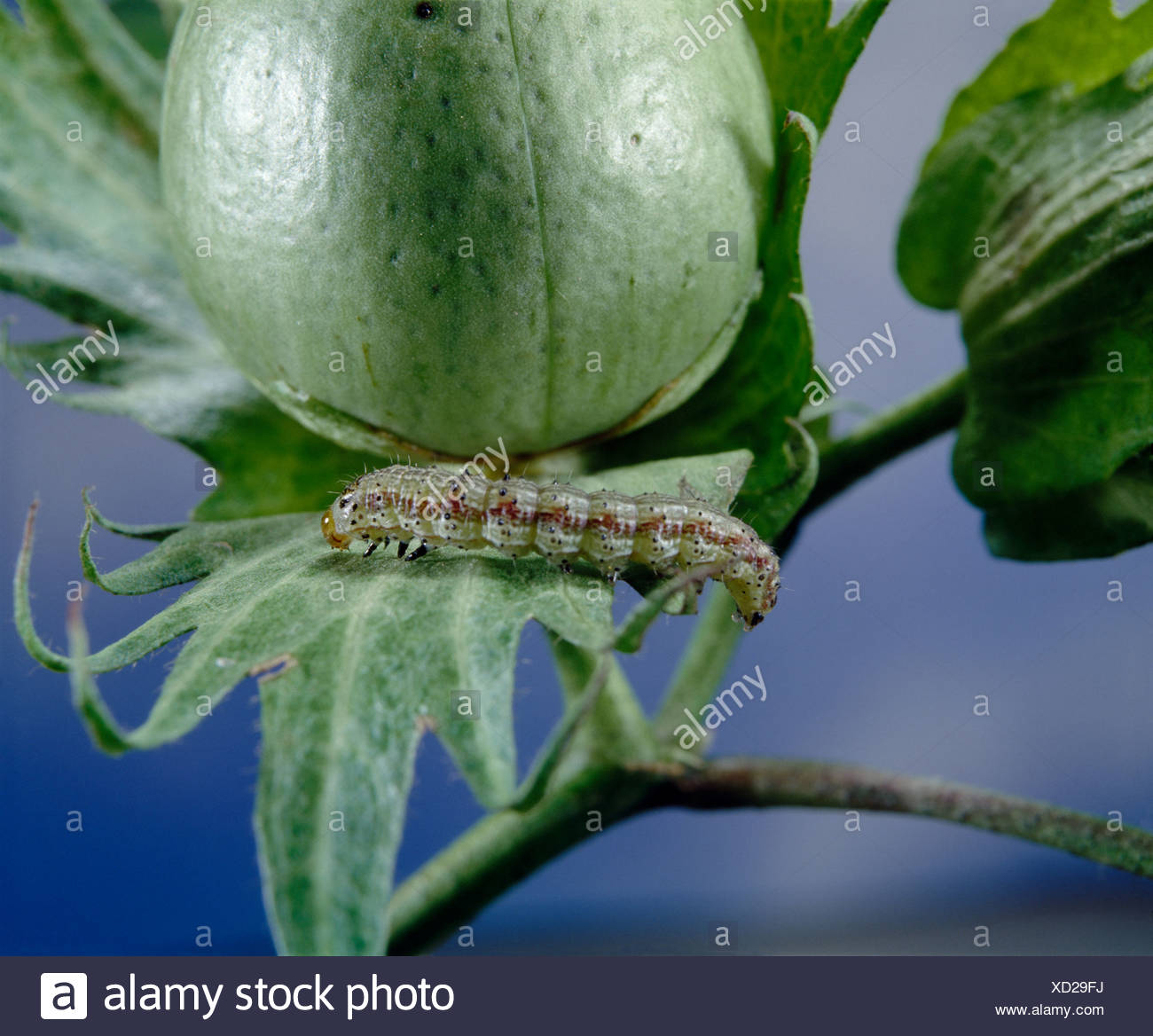Cotton Bollworm High Resolution Stock Photography and Images - Alamy