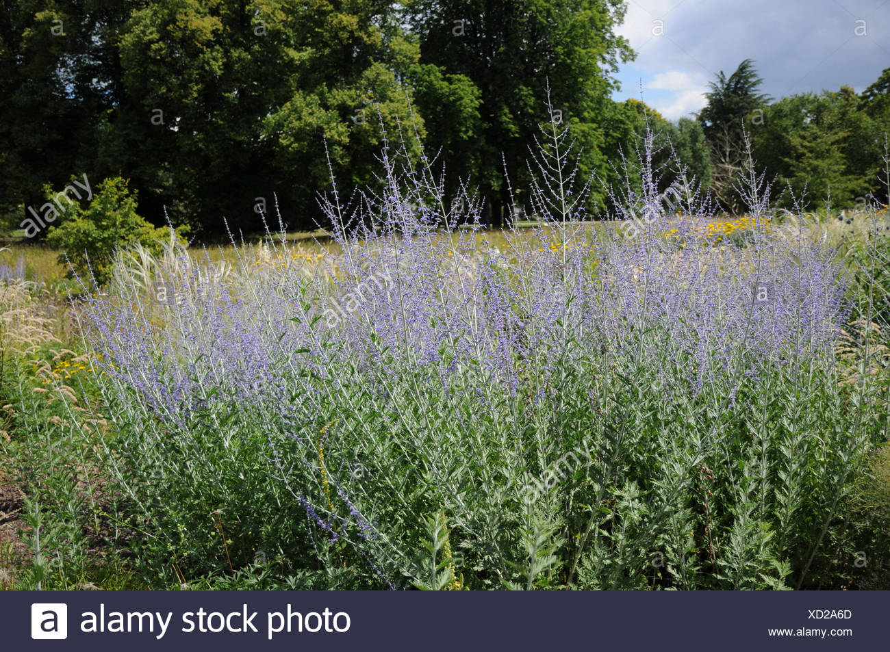 Russian Sage Perovskia High Resolution Stock Photography and Images - Alamy