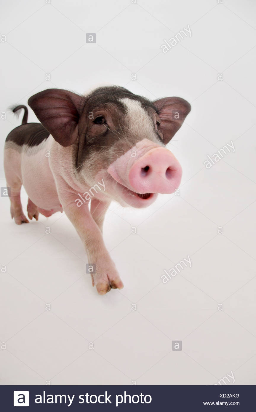 Pig Head Open Mouth High Resolution Stock Photography and Images - Alamy