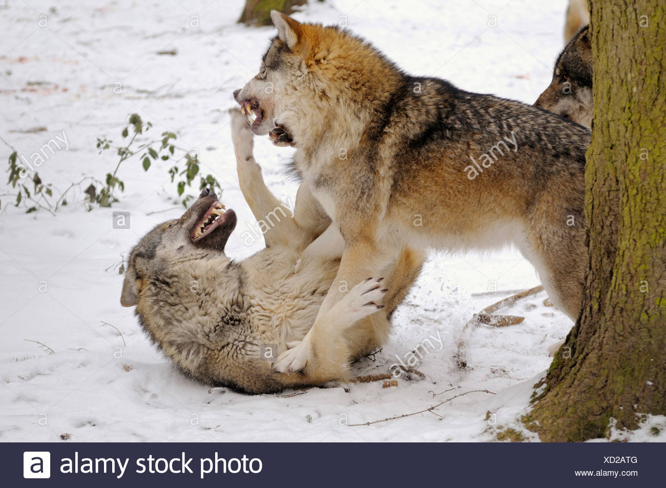 Two Fighting Wolves Stock Photos & Two Fighting Wolves Stock Images - Alamy